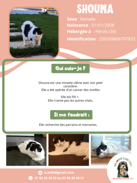 SHOUNA - Un Coeur sans toit félin